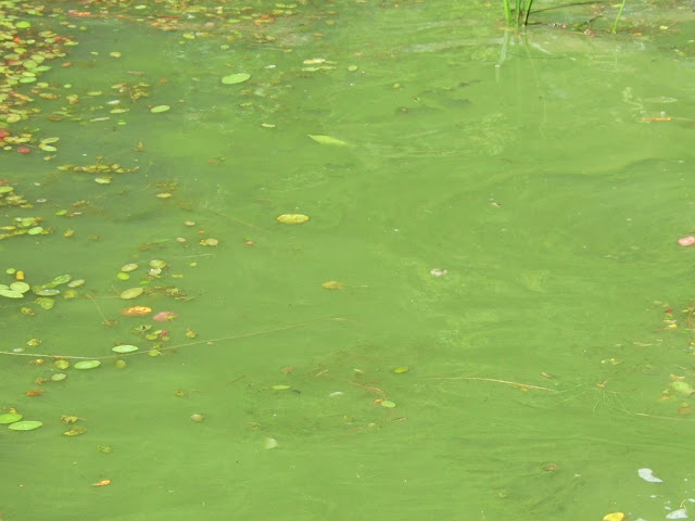 Ces algues qui prolifèrent… – Fous de Toc